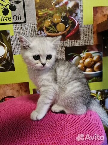 Продаю котенка