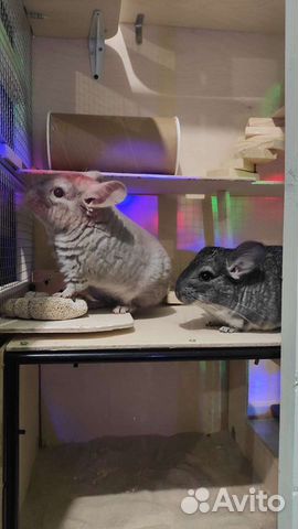 Шиншиллы и витрина
