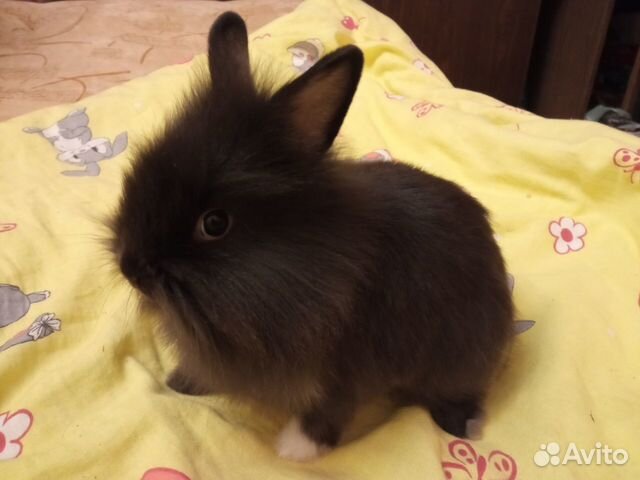 Карликовые кролики в добрые руки