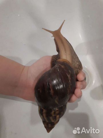 Улитки ахатины бесплатно