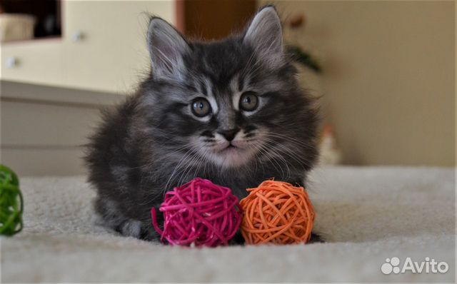 Мраморный кот