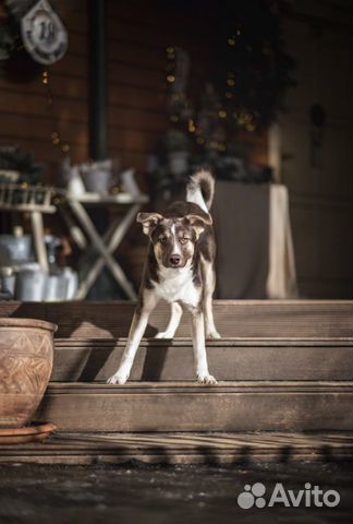 Шоколадный нос