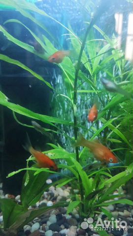 Моллинезия лира-хвост оранж