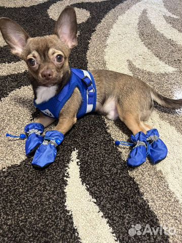 Вязка кобель чихуахуа