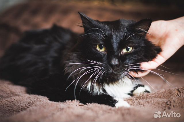 Кот бесплатно