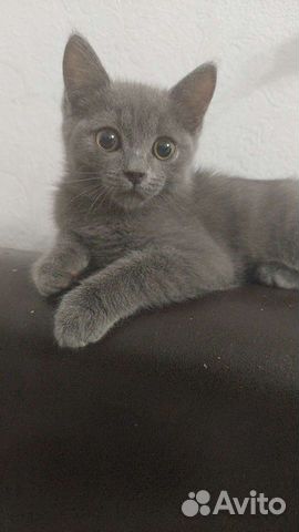 Котёнок