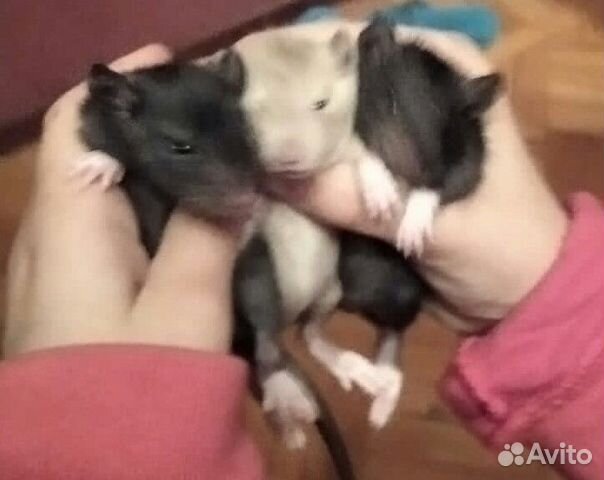 Декоративная крыса дамбо