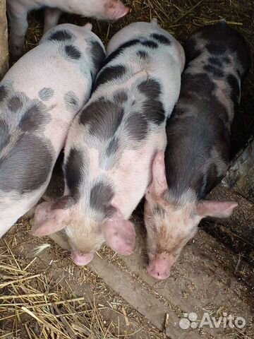 Поросенок Пьетрен