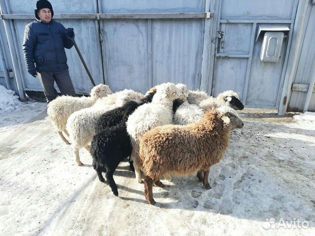 Овцы бараны молодняк