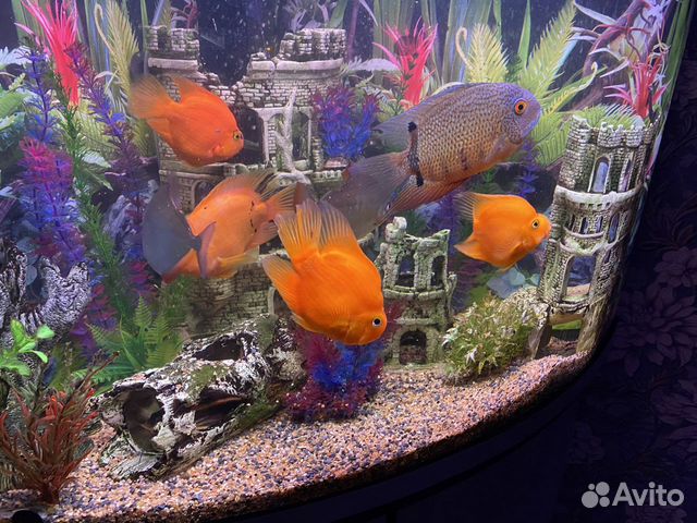 Аквариумные рыбки