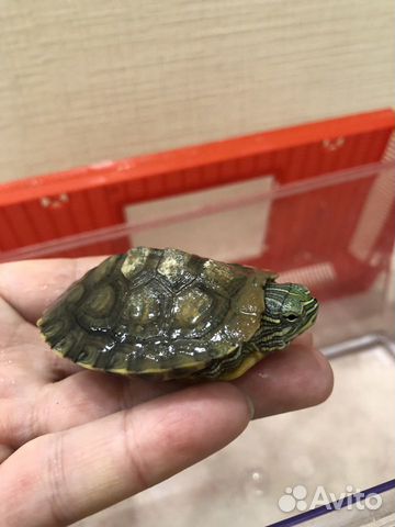 Красноухая черепаха с переноской и террариумом