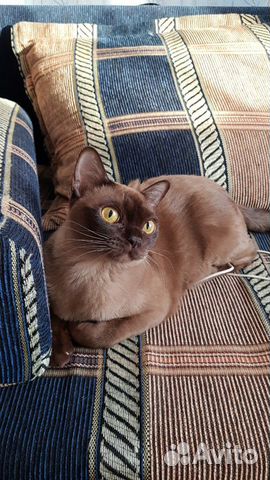 Американская бурма