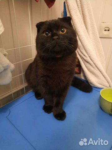 Котик