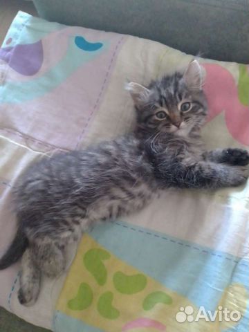 Котята