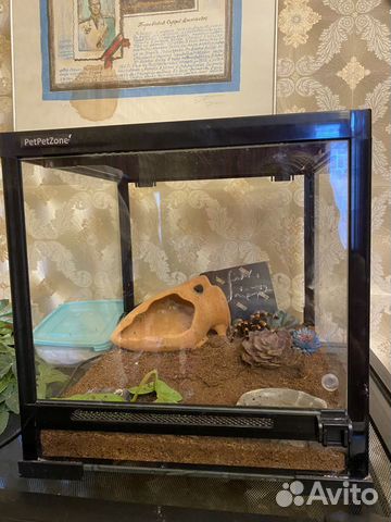 Террариум 30*30*30 паучатник