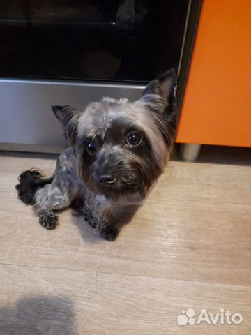 Йоркширский терьер, вязка