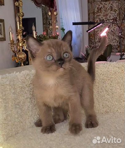 Американская бурма 2 месяца