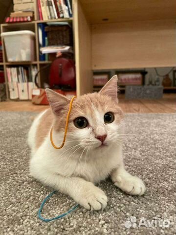 Рыженькая кошечка