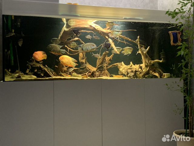 Барбус денисони стая (взрослые)