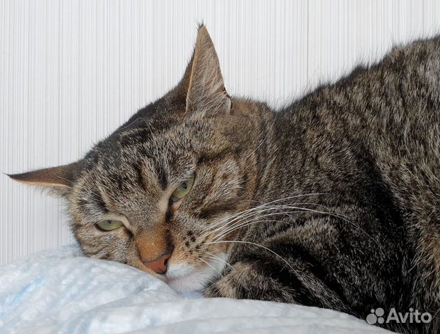 Спасите Фенечку. Любая помощь