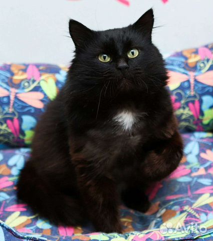 Такая красота сидит в приюте