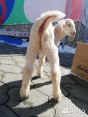 Козлик заанонубийский