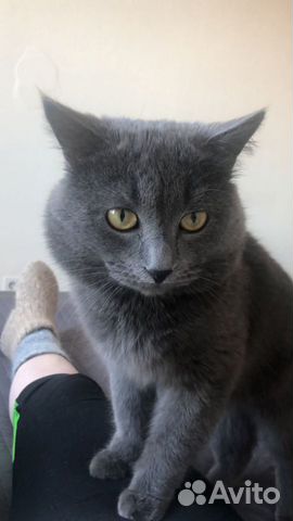 Русская голубая вязка