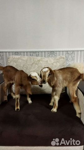 Нубийский козлик