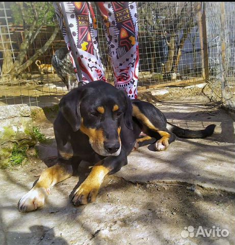 Мини доберман остался сиротой