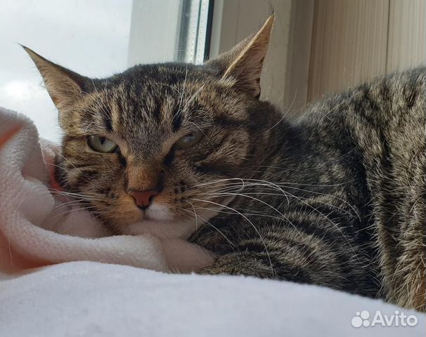 Кошка Фаина в поисках дома
