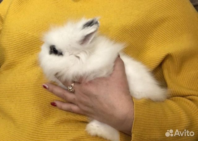 Декоративный кролик