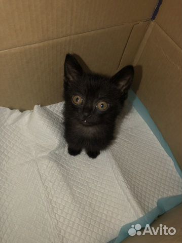 Котёнок в добрые руки