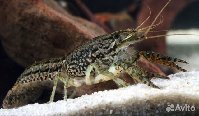 Аквариумные раки