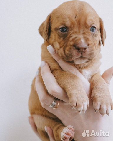 Щенки в добрые руки