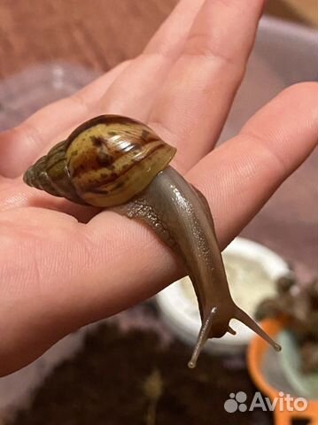 Улитки ахатины