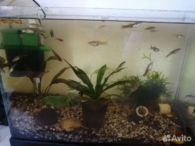 Аквариумные рыбки гуппи