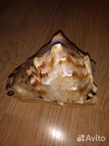 Ракушка морская большая