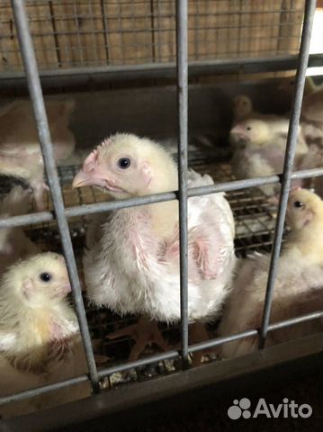 Клетки для бройлеров бу