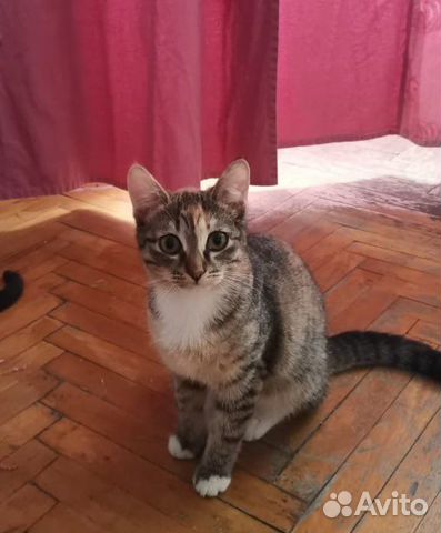 Котенок Жужа
