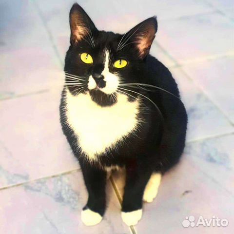 Кот с яркой внешностью готов украсить ваш дом