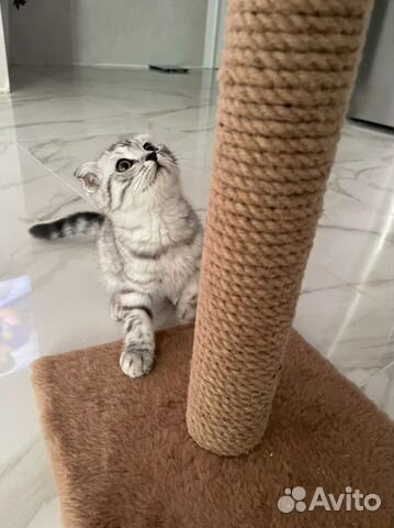 Вислоухий британский котенок