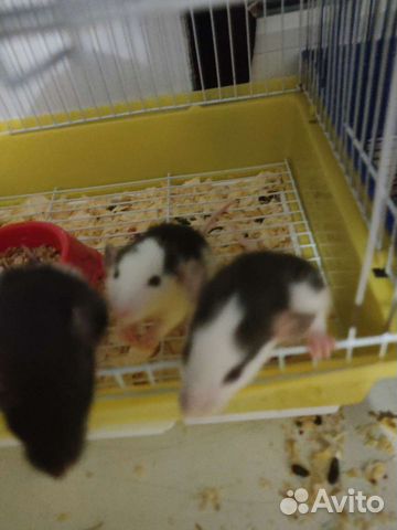 Декоративная крыса