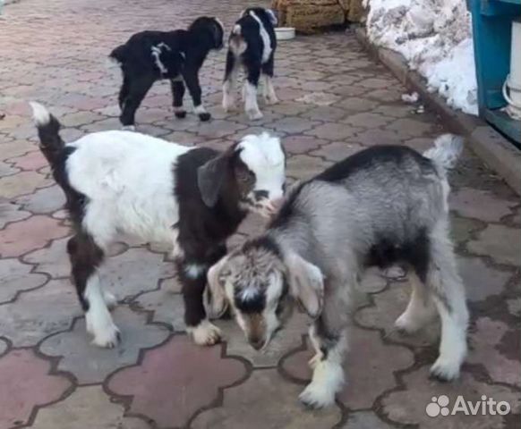 Козлята