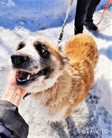 Алабай в добрые руки