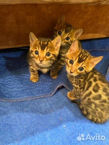 Бенгальские котята