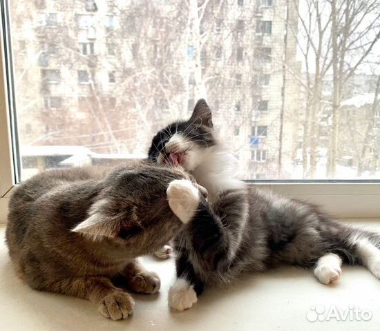 Отдам кошку, кота, котенка