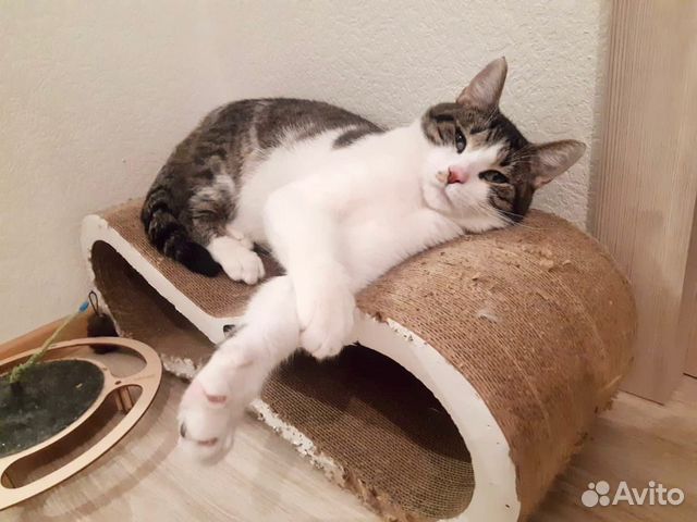 Дружелюбный котейка Кирюша