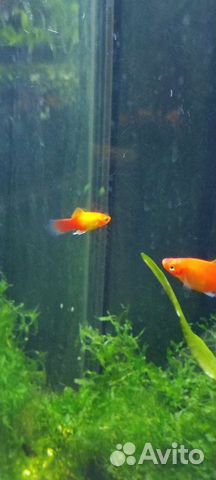 Пецилия солнечная