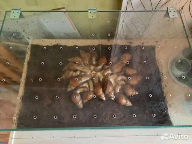 Улитки ахатины с аквариумом