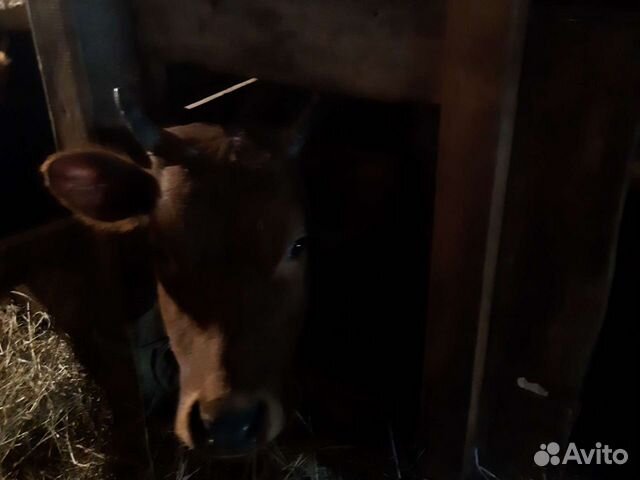 Телочки и бычки